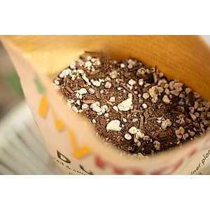 IvyMay Dunes Succulent Soil ― Organic Cactus Soil Potting Mix for Succulents, Ready to Use Potting Soil Indoor Plants with Perlite, Pumice, Earthworm Castings, Essential Oils ― 5 qt