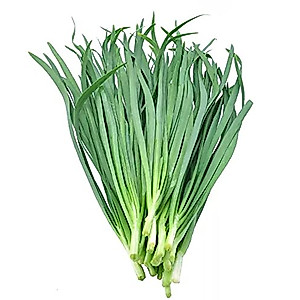 Chinese Chive Seeds Leek Seeds for Planting(500 Seeds)