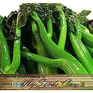 Big Pack - (1,500) Chinese Broccoli, Kailan GAI LAN Seeds - Used in Cantonese Cuisine - Non-GMO Seeds by MySeeds.Co (Big Pack - Kai LAN)