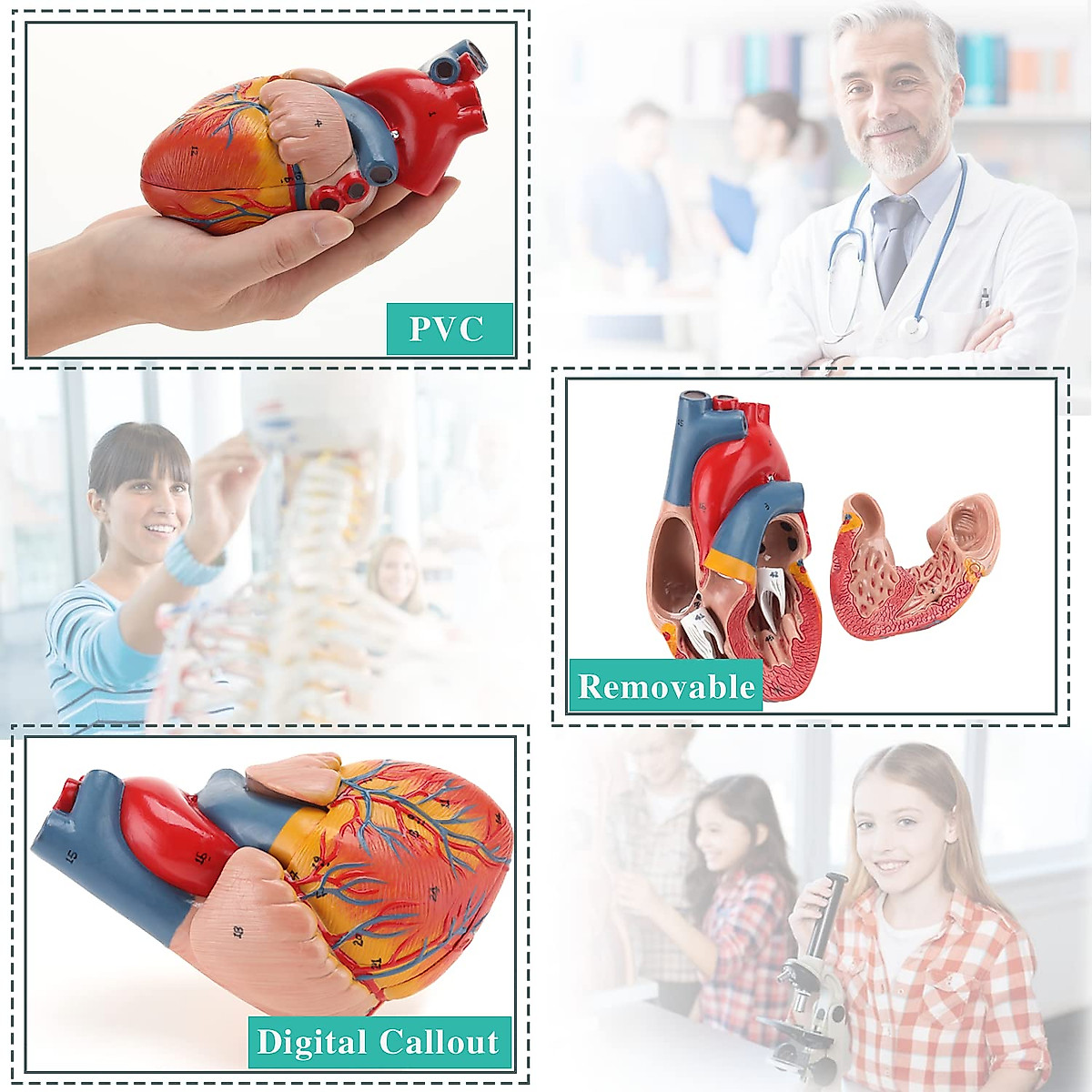 RONTEN Human Heart Model, Heart Model, 2-Part Life Size Anatomically Accurate Numbered Heart Medical Model, Held Together with Magnets on Base
