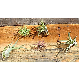 Variety Pack of Small Tillandsia Air Plants, Assortment of Exotic, Low Maintenance Live Air Plants Including Ionantha Rubra, Caput-Medusae, Harrissi, Velutina, & Ionantha Fuego Plants! (Set of 5)