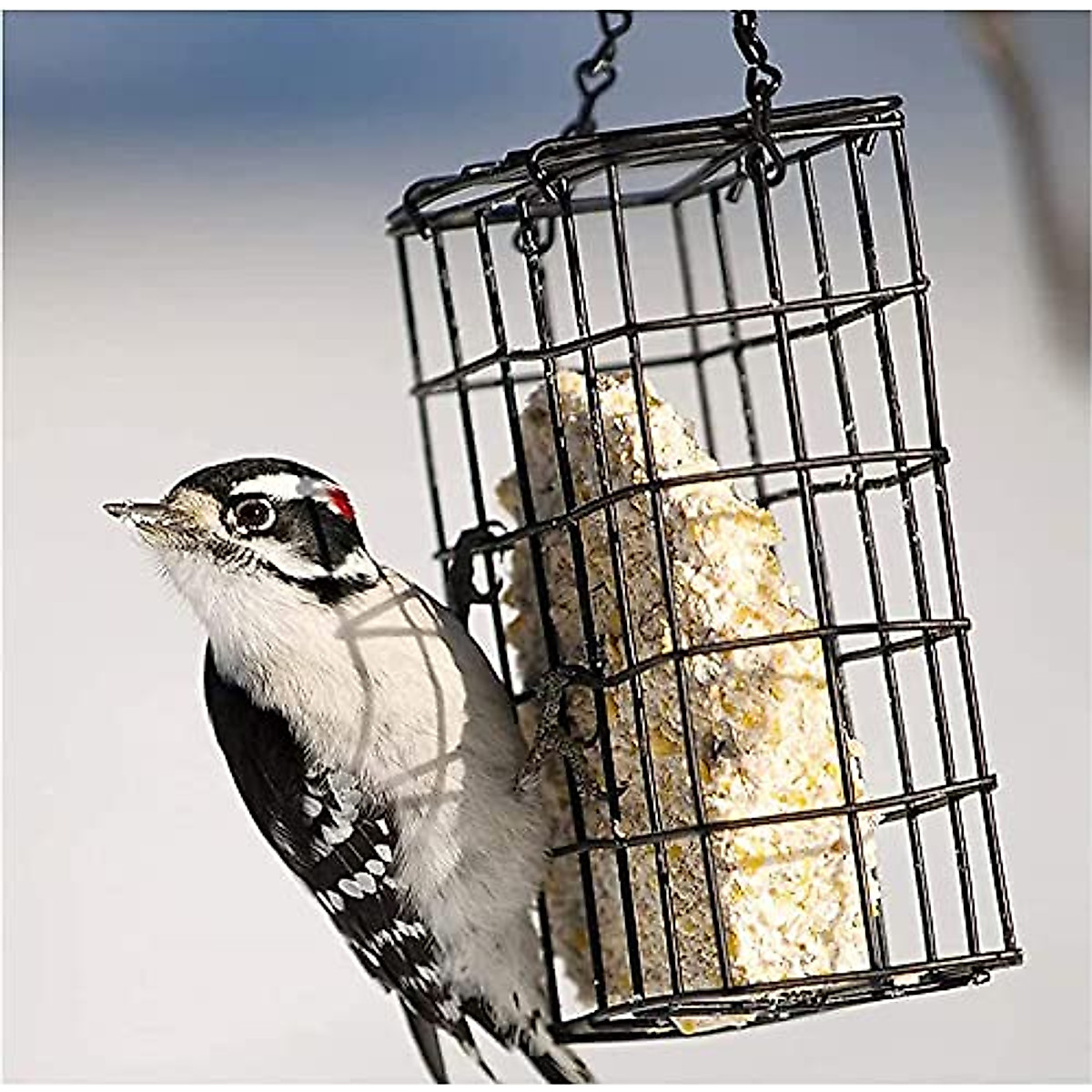 Suet Bird Feeders for Outside Hanging - Pack of 2 pcs x Single Suet Cake Capacity Basket/Cage for Feeding Wild Birds Outdoors/Backyard/Garden