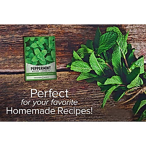 Peppermint Seeds for Planting is A Heirloom, Open-Pollinated, Non-GMO Herb Variety- Great for Indoor and Outdoor Gardening and Herbal Tea Gardens by Gardeners Basics