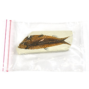 EISCO 4x10cm Fish Fossil Replica, Mesozoic