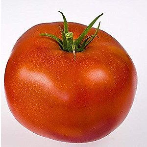 Amelia F1 Hybrid Tomato Seeds - Specially bred for Southeastern Gardens (25 - Seeds)