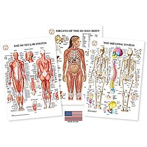 Human Body Anatomy Laminated 3 Poster Set Includes Skeletal System Muscular System and Organs of the Human Body Medical Charts Nursing Medical Student Gifts 13"x19" Professional