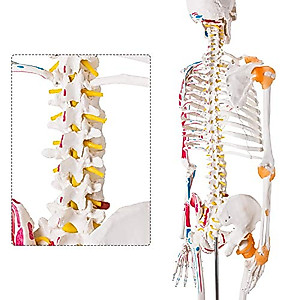 Ultrassist Human Skeleton Model, Life Size Anatomical Skeleton Replica with Spinal Nerves, Muscle Insertion and Origin Points, Joint Ligaments for Human Skeleton Anatomy Study, Includes Rolling Stand