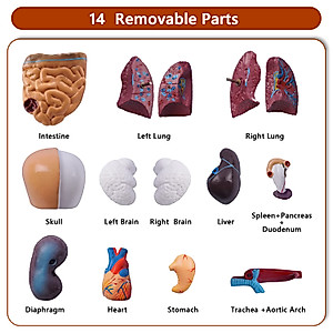 breesky 10.5inch Medical Torso Human Body Model Anatomy Doll 15 Removable Parts Education Organs Model for Teaching Study Class Students (Red)