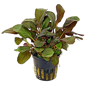Potted Live Aquarium Plants | Freshwater Aquatic Plants for Aquariums (Lobelia Cardinalis)