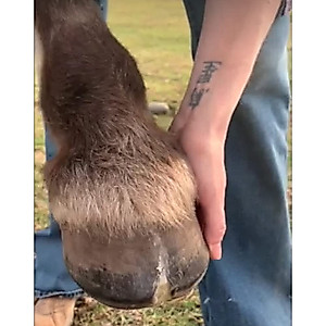 Pure Sole Hoof Wax - Hoof Putty Wax That Helps Heal and Protect Your Horse's Hooves - Perfect for Horse Hoof Wall Separation, Cracks, Crevices and White Line - 7 oz. tin