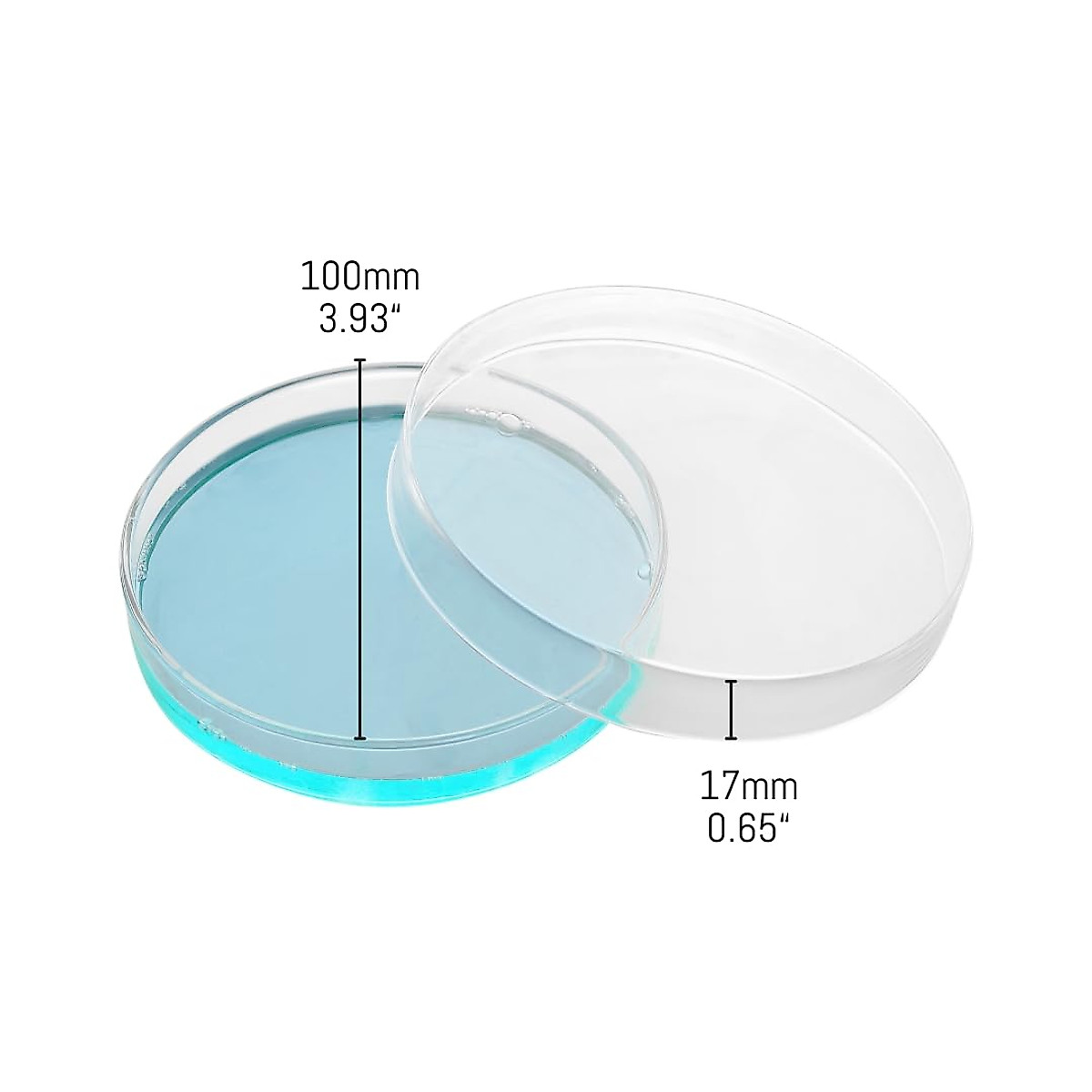EISCO Petri Dish, 3.93" (100mm) - Beaded Edges Easy to Sterilize for Repeated Use Borosilicate Glass- Eisco Labs