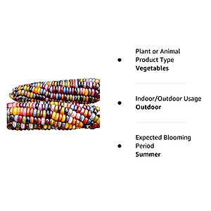 100+ Glass Gem Corn Seeds Non-GMO Popcorn Delicious Jewel-Toned, Glass-Like Kernels, Grown in USA. Rare! Ornamental and Edible! HARLEY SEEDS