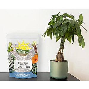 Money Tree Potting Soil Mix (2 Quarts); Custom Blend for Money Plant Container Gardening