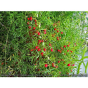 Indoor Bonsai, Asparagus Fern, 6 Years Old, Berries