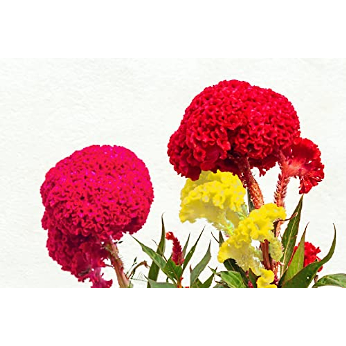 1000 Celosia Seeds for Planting - Giant Cockscomb Mix Yellow, Pink, and Red - Crested Type - Celosia Cristata