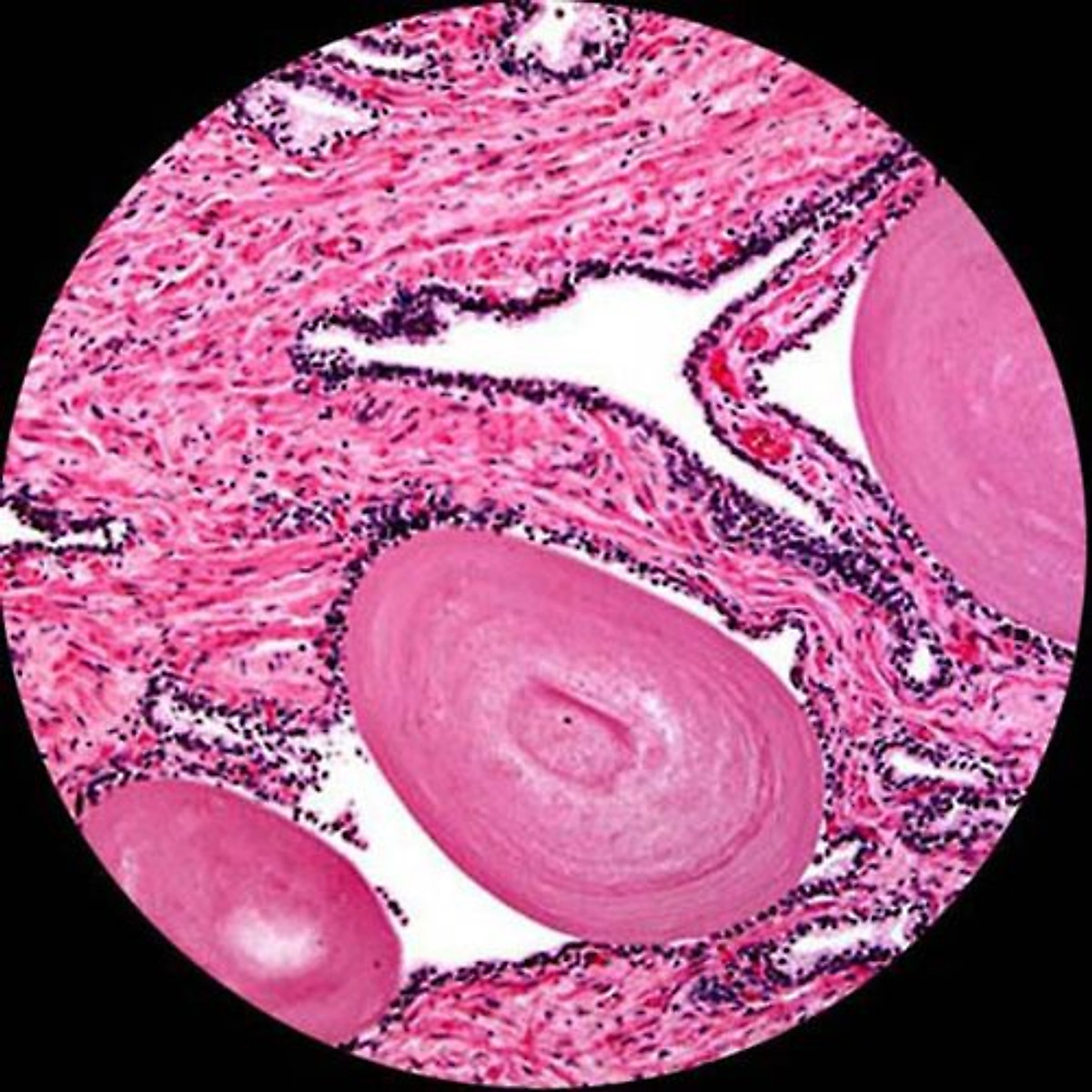 AmScope T490A-LED Compound Trinocular Microscope, WF10x and WF16x Eyepieces, 40X-1600X Magnification, Brightfield, LED Illumination, Abbe Condenser, Double-Layer Mechanical Stage, Sliding Head, High-Resolution Optics