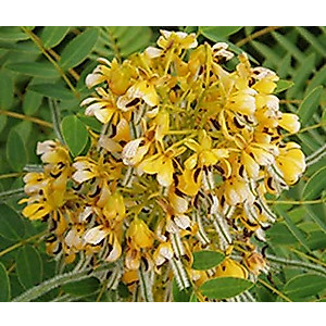 Senna hebecarpa | Wild Cassia | Wild American Senna | 100_Seeds
