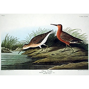 Pigmy Curlew. From"The Birds of America" (Amsterdam Edition)