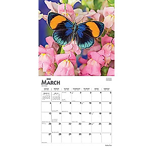 Butterflies 2022 12 x 12 Inch Monthly Square Wall Calendar, Wildlife Animals Wings