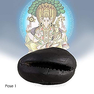 Vedic Vaani Divine Very Rare Hayagriva Vishnu Religious Natural Shaligram Shila/Stone Origin from Nepal Gandaki River, for Bring Wisdom, Prosperity and Success, India