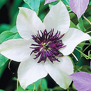 YEGAOL Garden 50Pcs White Purple Clematis Seeds Climbers Perennial Flower Seeds GMO Free Attract Butterflies & Hummingbirds Garden Courtyard Cottage Potted