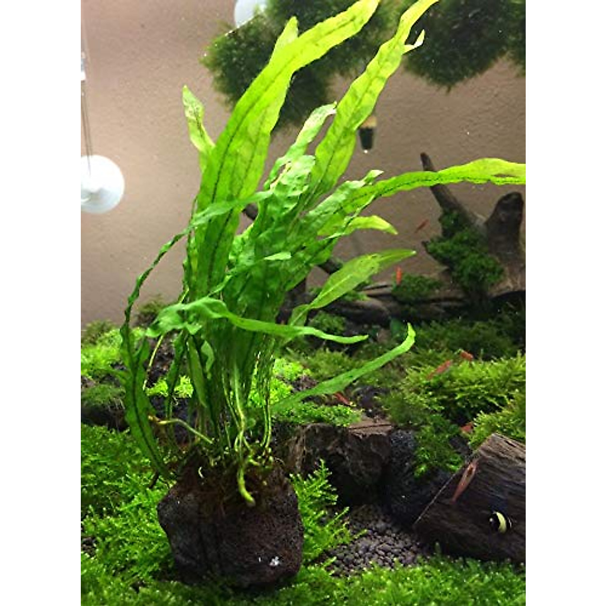 Mainam Java Fern Planted on Driftwood Microsorum Pteropus Freshwater Easy Low Light Live Aquarium Plant Decorations 3 Days Guarantee