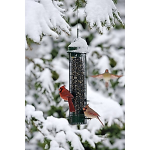 Squirrel Buster Classic Squirrel-proof Bird Feeder w/4 Feeding Ports, 2.4-pound Seed Capacity