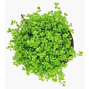 Marcus Fish Tanks - 3X Dwarf Baby Tears Hemianthus Callitrichoides Live Aquarium Plants
