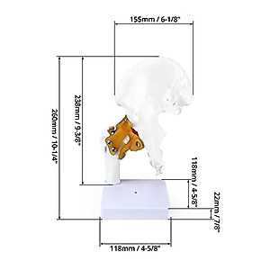 QWORK Human Hip Bone Model with Flexible Ligaments, Hip Joint Model, Features Femur, Hip Bone and Peripheral Ligaments, for Classroom Education & Medical Training