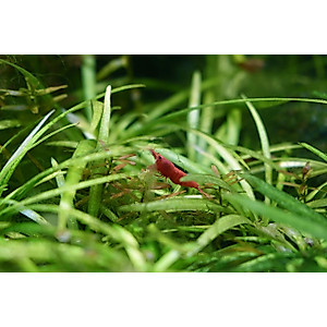 Seachem Purigen Organic Filtration Resin - Fresh and Saltwater 250ml