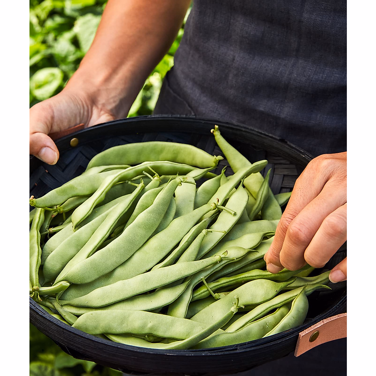 Burpee Early Italian Bush Bean Seeds 2 ounces of seed