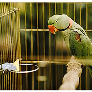 WishLotus Bird Cage Feeding Clips, 4 PCS Plastic Durable Parrot Fruit Vegetable Clips Bird Cage Food Holder Mini Bird Cage Feeder for Pet Birds and Parrot Feeding Bird Cage Accessories (A)