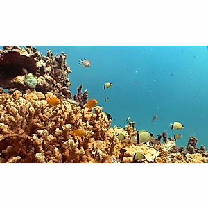 Plasmaquarium: Vol. Two - Ultra Coral Reef Aquarium (Widescreen)