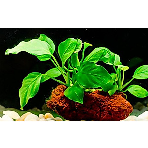 Greenpro (Anubias Nana Petite Lava Stone) Anubias, Java Fern, Moss and More! Freshwater Live Aquarium Plants on Driftwood for Aquatic Tropical Fish Tank Decorations - Easy to Drop