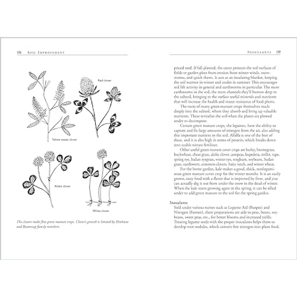 Carrots Love Tomatoes: Secrets of Companion Planting for Successful Gardening