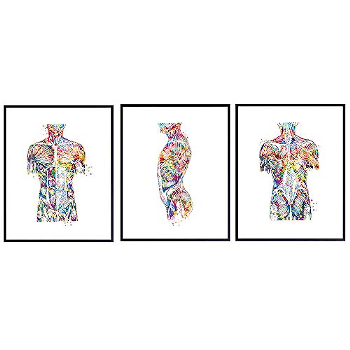 Modern Human Anatomy Room Decorations - Gift for Doctor, Nurse, Physicians Assistant, RN - Room Decor Wall Art Set for Medical Office, Home, Apartment, Living Room - Set of 3-8x10