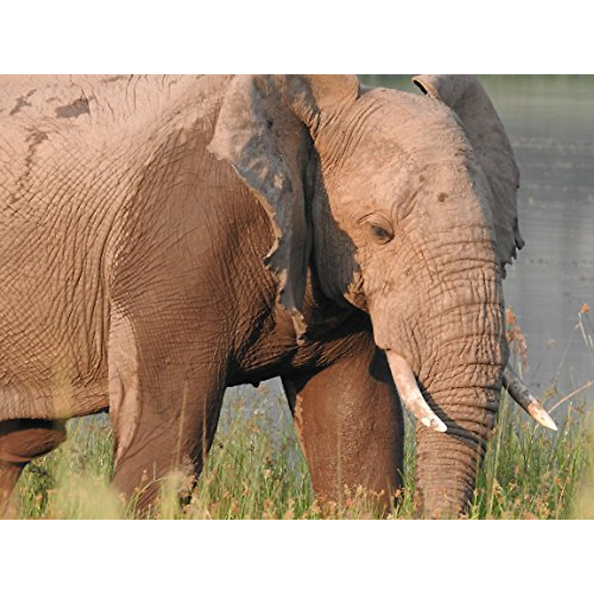 Nikon Coolpix P900 Super Zoom Camera - New