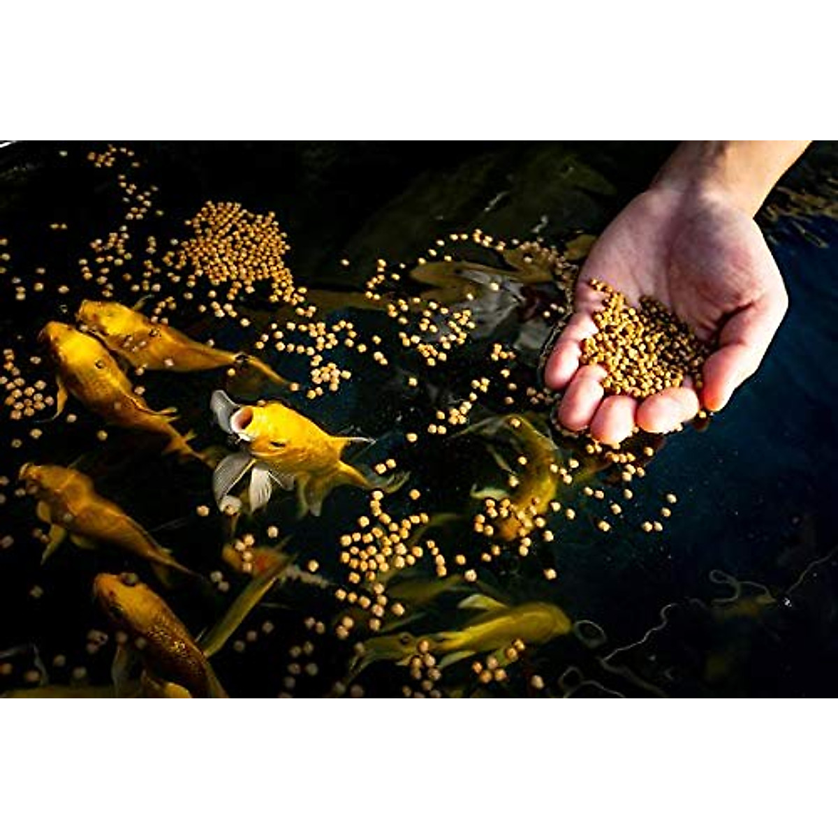Blue Ridge Koi Fish Food 14lb - Koi Food 3/16” Probiotic Plus, Goldfish Food, Premium Fish Food for Ponds, Ponds Fish Food, Koi Food Fall and Winter Fish Food, Floating Pond Pellets