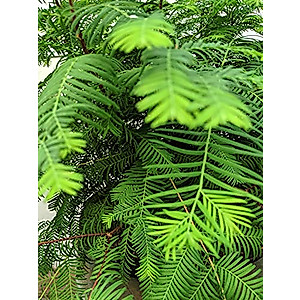 Redwood Forest Specimen Bonsai Tree