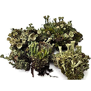 Tin Roof Treasure Live Moss Pixie Cup (Cladonia Pyxidata) Lichen for Terrarium Fairy Gardens 4"x6" Bag