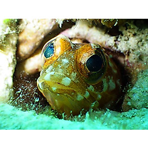 Ricoh WG-70 Orange Waterproof Digital Camera 16MP