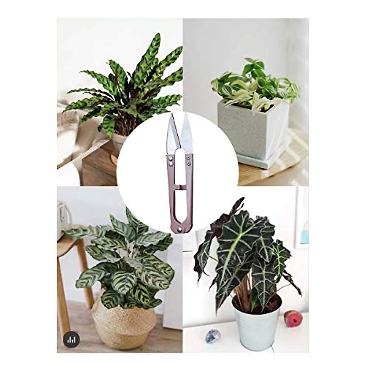 MUUZLL 3 Pack 4.1Inch Bonsai Pruning Scissors, Bud And Leaves Trimmer Yarn Thread Cutter Snips Trimming Supplies, Garden Plants, Gardening Clippers Flower, Stainless Steel Pruners Trimmers