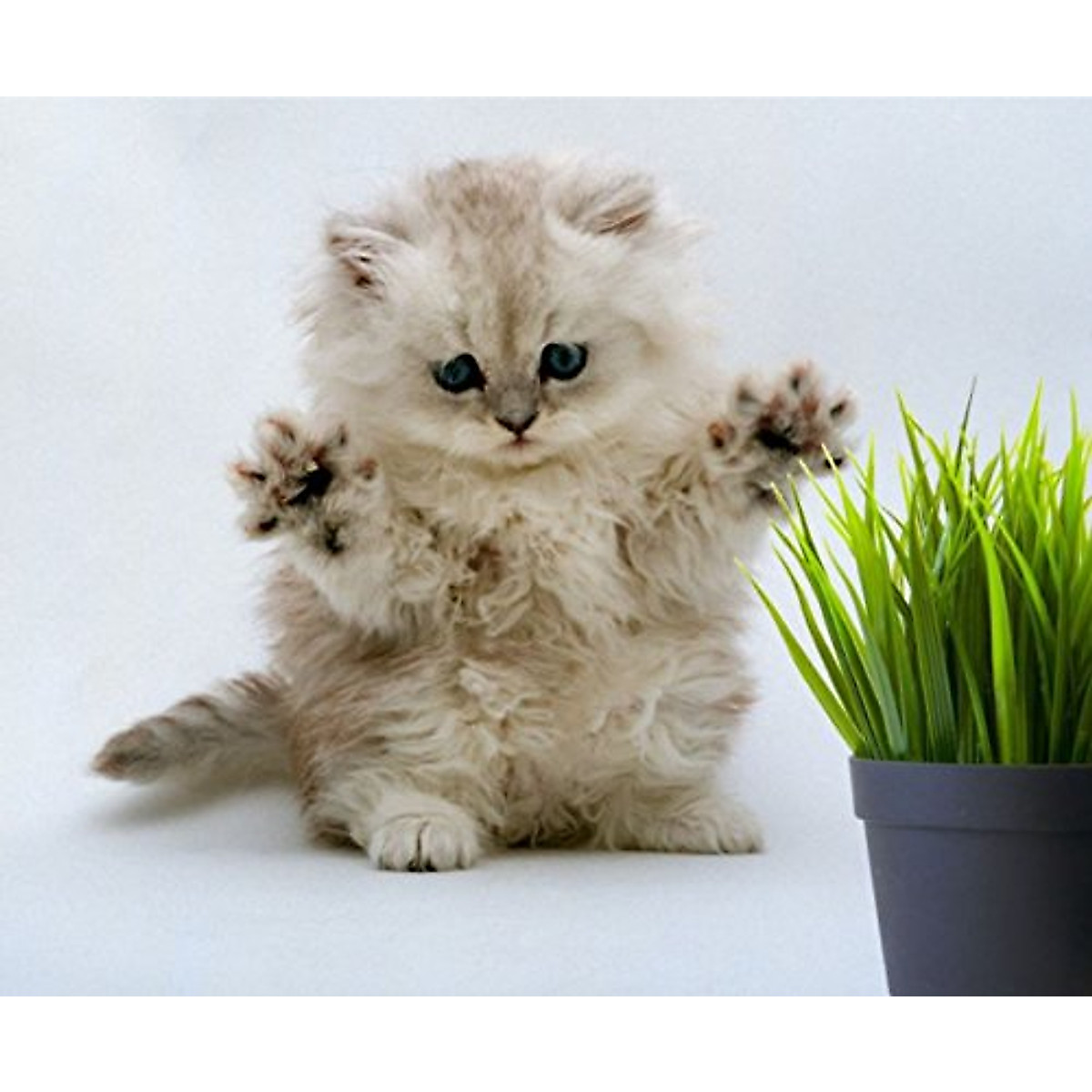 Crafted-Brand Simple Cat Grass Blend | 100% US Organic + 4 Popular Seeds | Wheat, Barley, Oats, and Rye Seed Mix Combo | Show Your Love with a Healthy Pet Treat and Snack (6 Ounce (~4800 Seeds))