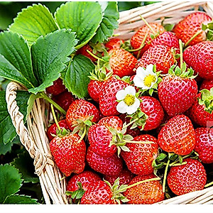 200+ White Strawberry and Red Strawberry Seeds Bonsai Berry Fruit Plants Garden Non-GMO