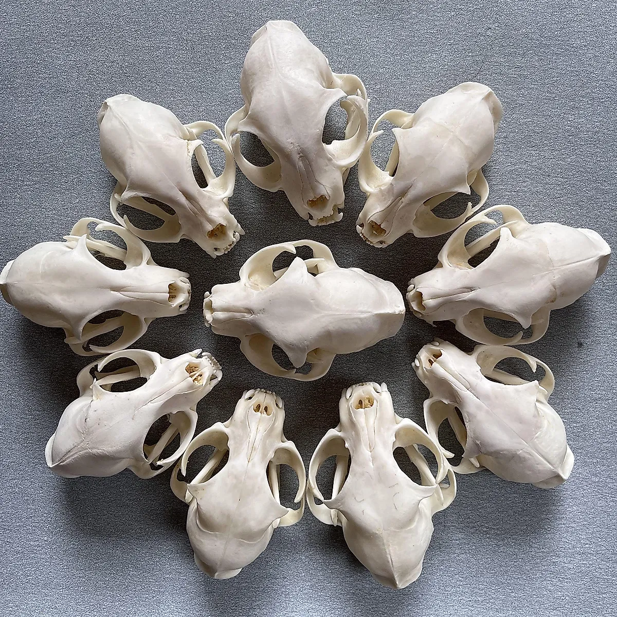ZCZC Taxidermy Real Animal Skull, Animal Bones Real for Craft, Skull Decoration for Home, Specimen Collectibles Study, Special Gifts (Cat Skull)