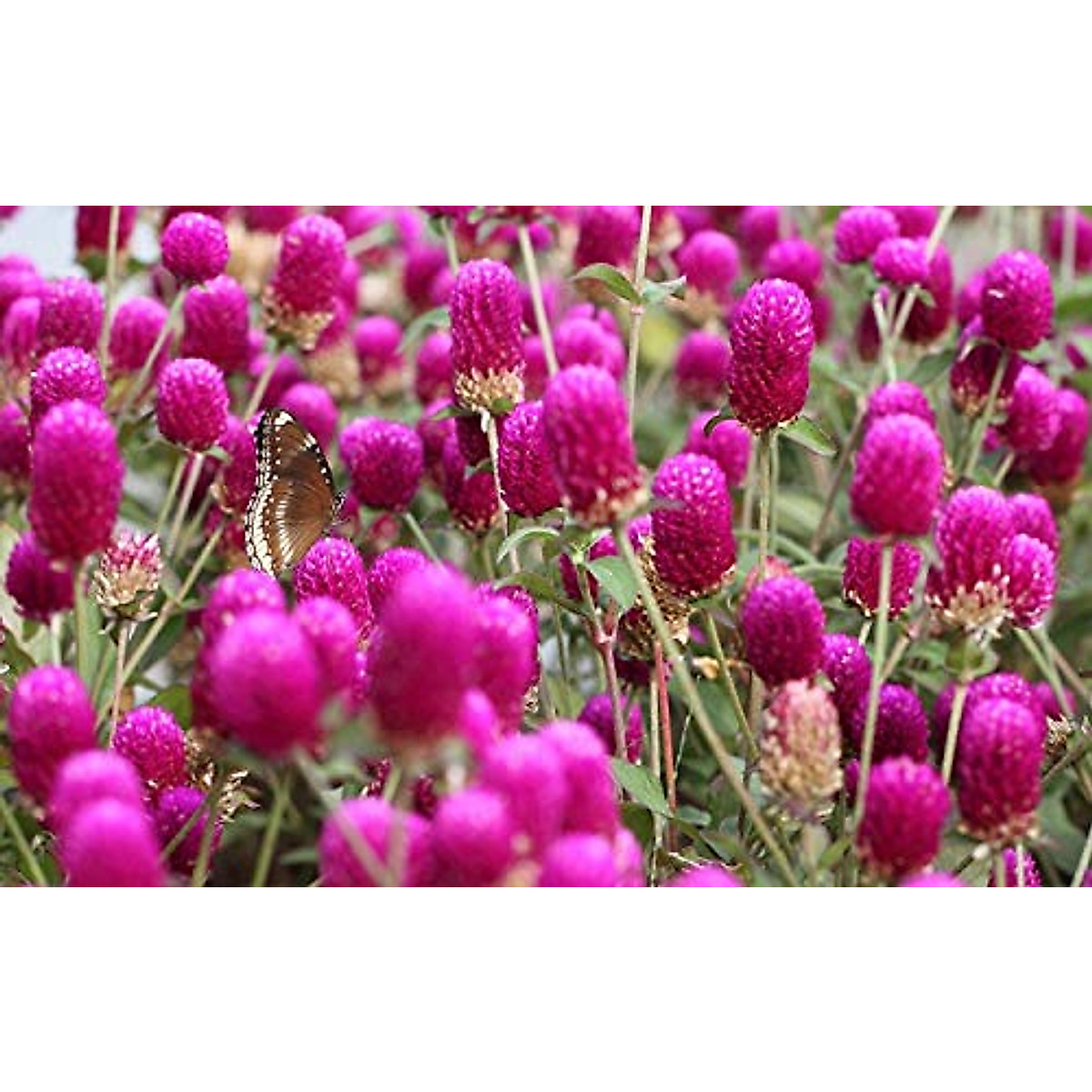 100+ Mix Globe Amaranth Gomfrena Pompom Flower Annual Outdoor Beautiful Garden