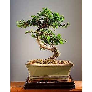 Imported Fukien Tea Bonsai Tree by Sheryls Shop