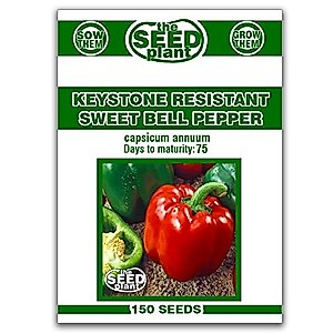 Keystone Resistant Sweet Bell Pepper Seeds 150 Seeds Non-GMO
