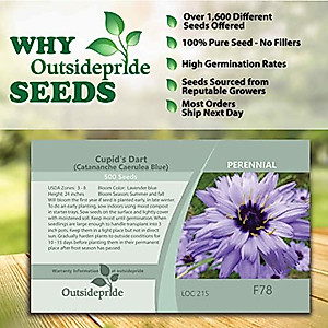 Outsidepride Cupids Dart Blue Garden Cut Flower Seeds Used in Dried Floral Arrangements - 500 Seeds