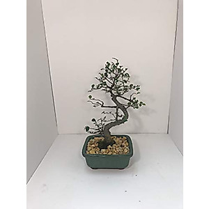 Bonsai Tree ELM (S Shaped) with Ceramic Pot 8 Years Old